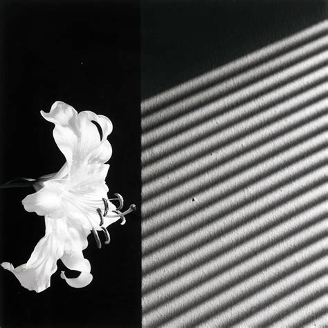 Robert Mapplethorpe Style Prints Elegant Bandw Photo Art