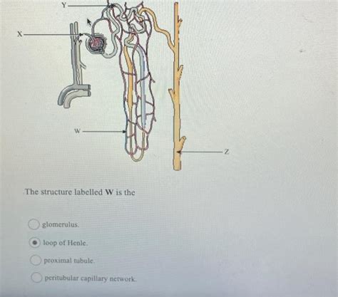 Solved The Structure Labelled W Is The Glomerulus Loop Of