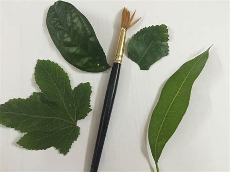 Leaf Printing My Aditis World