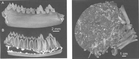 Three Dimensional Volumetric Rendering From X Ray Ct Data Of The Download Scientific Diagram