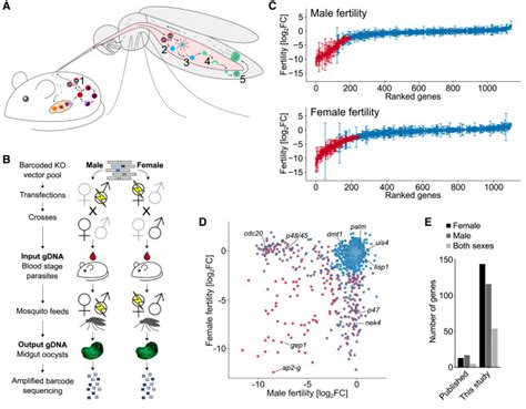 Systematic Screens For Fertility Genes Essential For Malaria Parasite