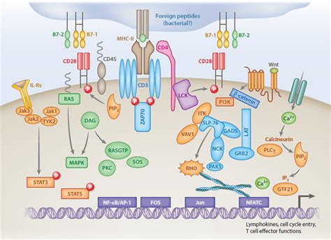 Tcr Signaling The Tcrcd3 Complex Plays A Critical Role In The