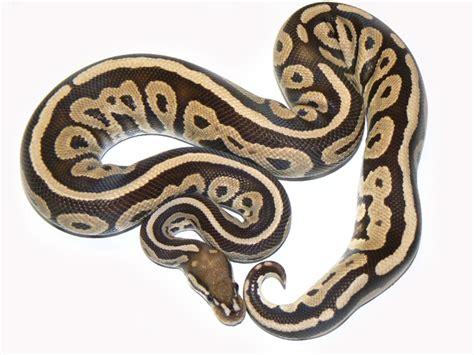Morph List World Of Ball Pythons