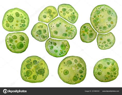 Microorganism Microscopic Algae