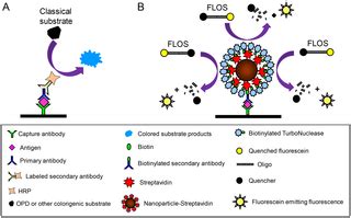 Enhanced Sensitivity For Detection Of Hiv 1 P24 Antigen By A Novel