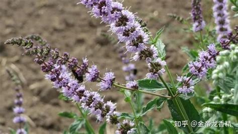 香精与香料 153 荆芥 知乎