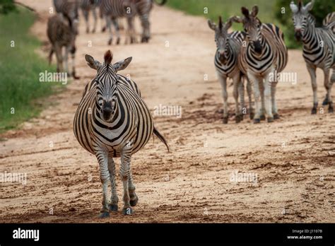 Pregnant Zebra Starring At The Camera In The Kruger National Park