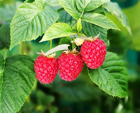 Lampone Proprietà Officinali E Benefici Per La Salute