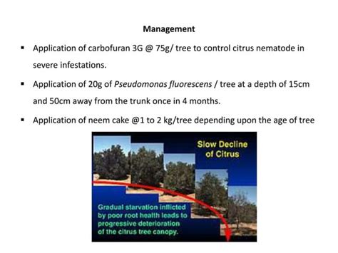 Nematode Damage Symptoms In Crop Plants Pptx Gardening Home And Garden