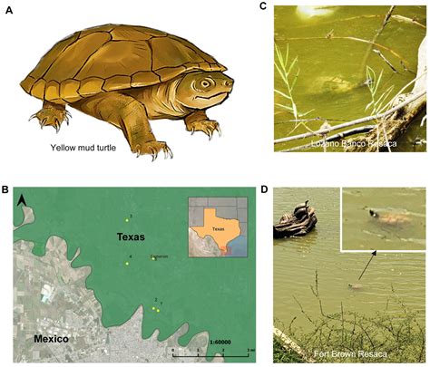 Frontiers Development And Validation Of Rapid Edna Detection Method