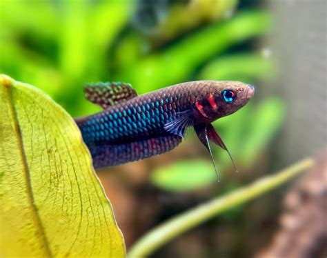 Betta Hendra Tipos De Betta El Pez Betta O Luchador De Siam