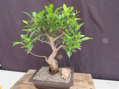 Extra Large Ficus Retusa Bonsai Tree Curved Trunk Style
