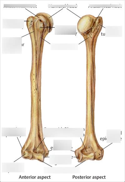 Lab 1 Appendicular Skeleton Humerus Diagram Quizlet