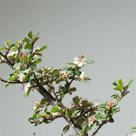 Bonsaify Cotoneaster Mini Bonsai Starters