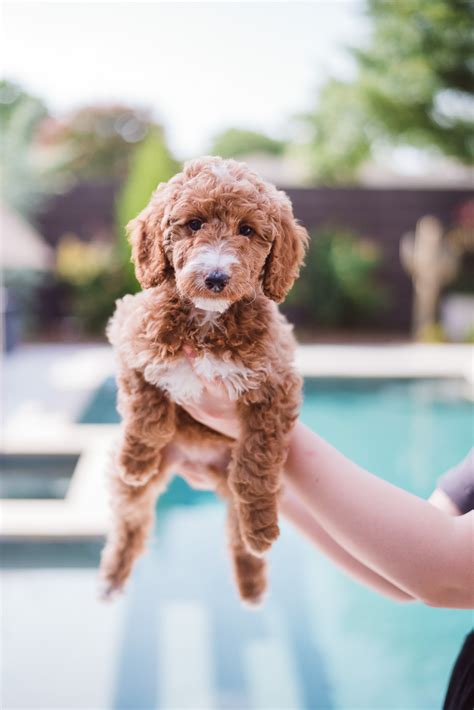 Understanding Poodle Coat Colors Red Apricot And More