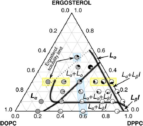 Phase Diagram Of Dppcdopcergosterol Bilayers In Pbs 20 Vol Ethanol