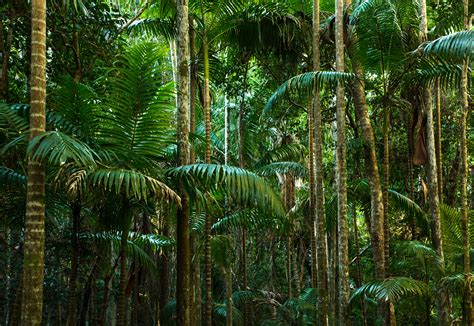 Gratis Billeder Træ Natur Skov Afdeling Mystisk Grøn Jungle