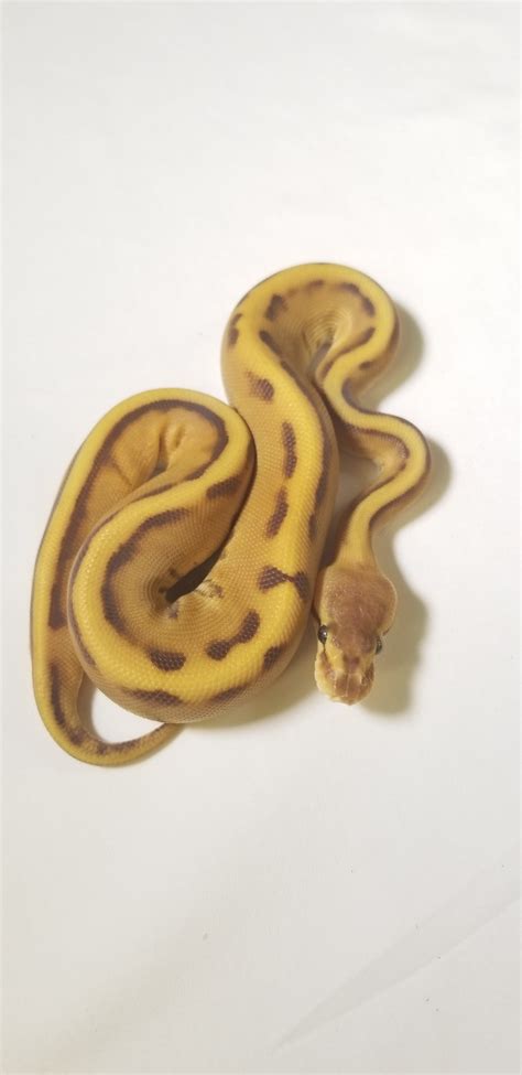 Monarch Ball Python Traits Morphpedia