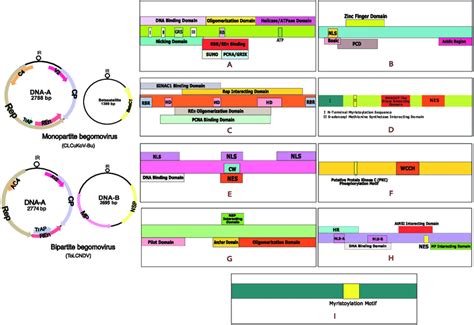 Begomovirus Genome And Domain Organisation Of Different Viral Proteins