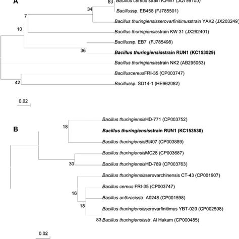 Phylogenetic Analysis Of A 16s Rrna Gene Sequence And B 16s 23s