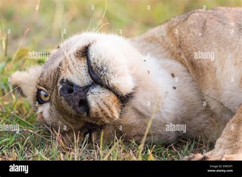 Lioness Lying And Enjoying In The Grass Stock Photo Alamy