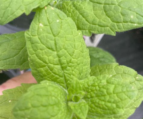 Mad About Mint Fig Mint