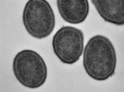 Research — Hussain Lab Tufts