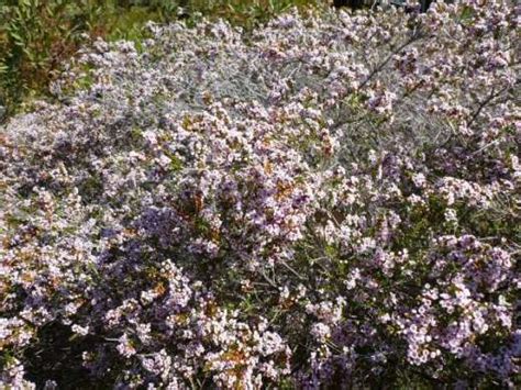 A Passion For Flowers Thryptomene