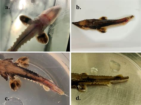 Gross Disease Signs In Juvenile Lake Sturgeon Acipenser Fulvescens Download Scientific