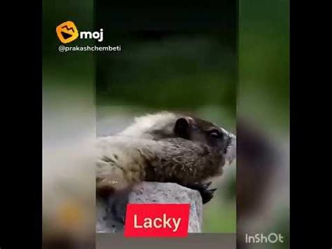 Lacky Youtube