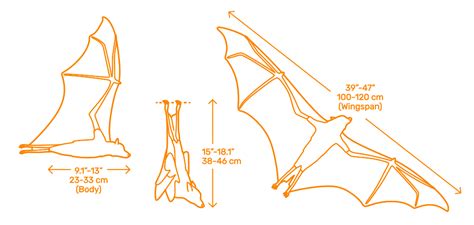 Great Flying Fox Pteropus Neohibernicus Dimensions And Drawings