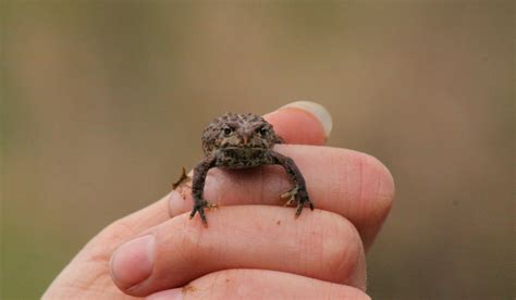 Ephemeral Wetlands Bcwf Bog Blog