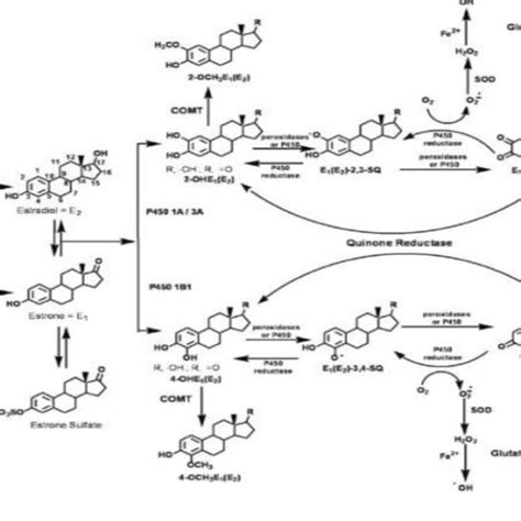 Based On Yue Et Al 2013 Showing Estrogen Synthesis And Metabolism
