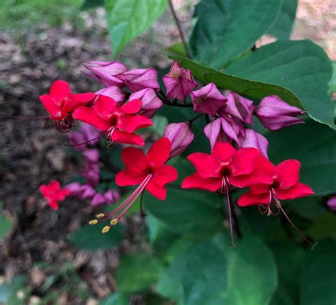Red Bleeding Flower