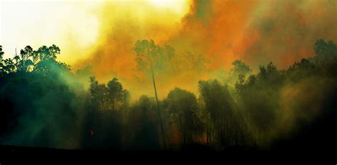 Bushfire Smoke Harms The Lungs Like Cigarette Smoke