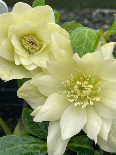 Double Helleborus Golden Lotus Singing Tree Gardens Nursery