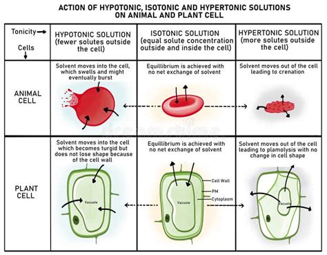 Osmoregulation Process Stock Illustrations 10 Osmoregulation Process Stock Illustrations