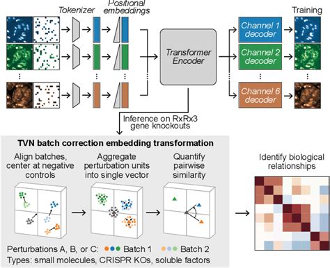 Figure From Masked Autoencoders For Microscopy Are Scalable Learners Of Cellular Biology
