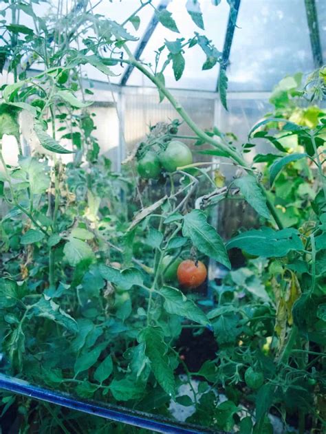 Green Tomato Ketchup Friendly Nettlefriendly Nettle