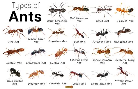 Ants Types Facts Identification Habitat Diet Adaptations Pictures