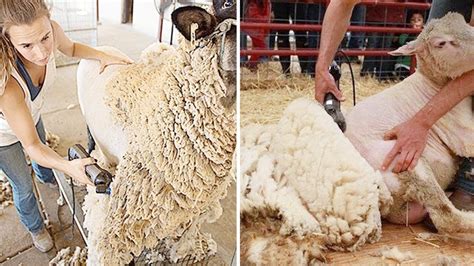 How To Harvest Wool Amazing Sheep Factory — Wool Processing Mill