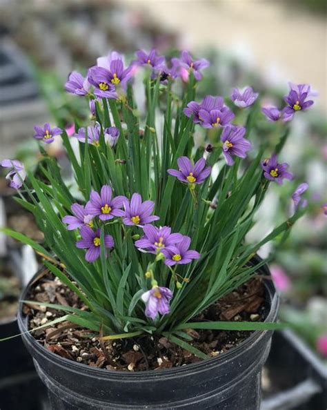 Blue Eyed Grass Sisyrinchium Angustifolium Lucerne From Growing Colors