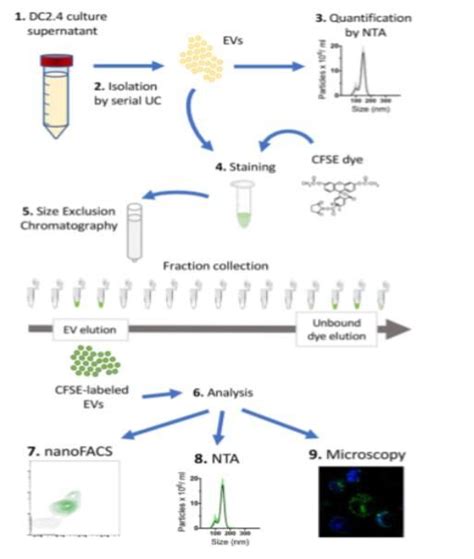 Exosome Labeling Service