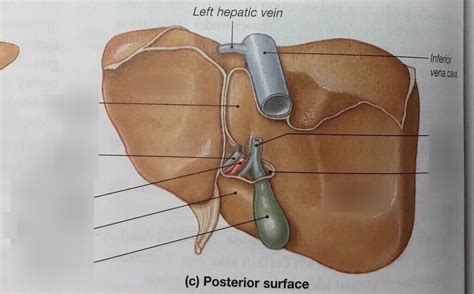 Liver Diagram Quizlet