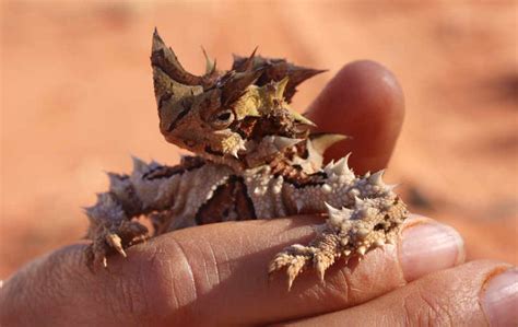 The Thorny Dragon Has An Awesome Camouflage Spikes And False Head To