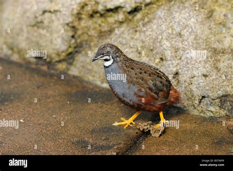 Button Quail Cute