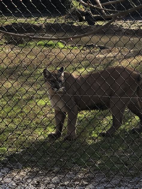Mountain Lion Zoochat