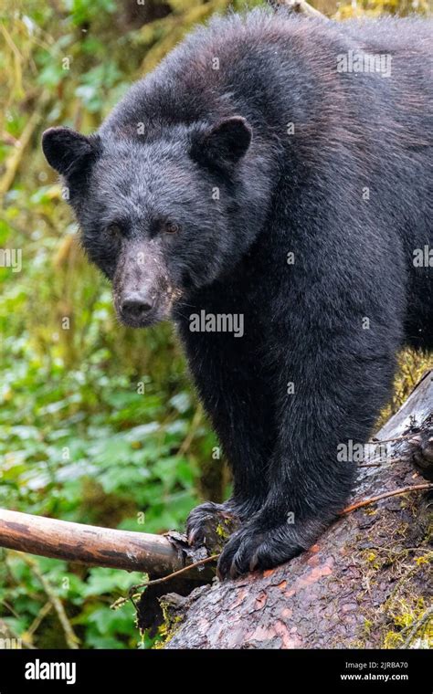 Alaska Tongass National Forest Anan Creek American Black Bear Wild
