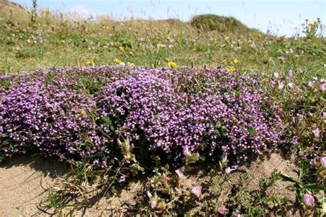 Thymus Polytrichus Wild Thyme Identification Distribution Habitat