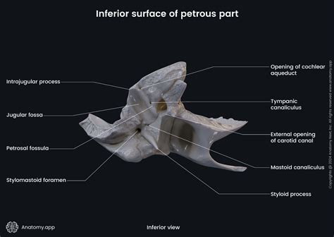 Temporal Bone Anatomyapp